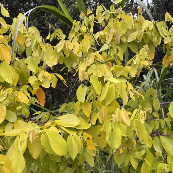 Dendrolobium umbellatum | Horse bush - Indian garden trees