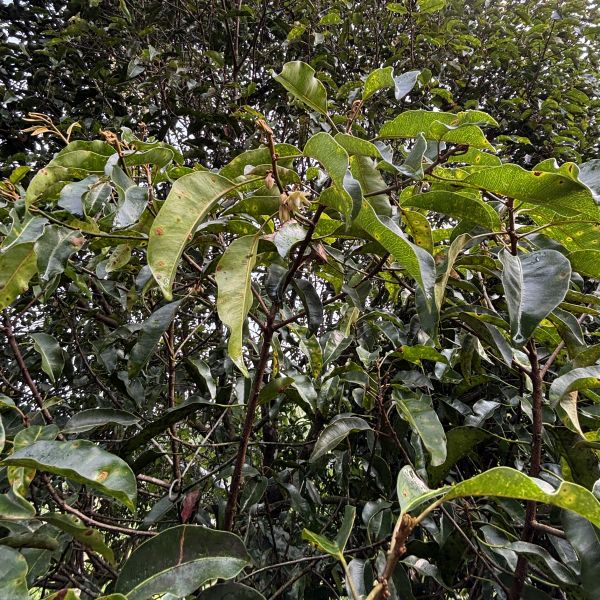 Mimusops elengi | Elengi - Indian garden trees