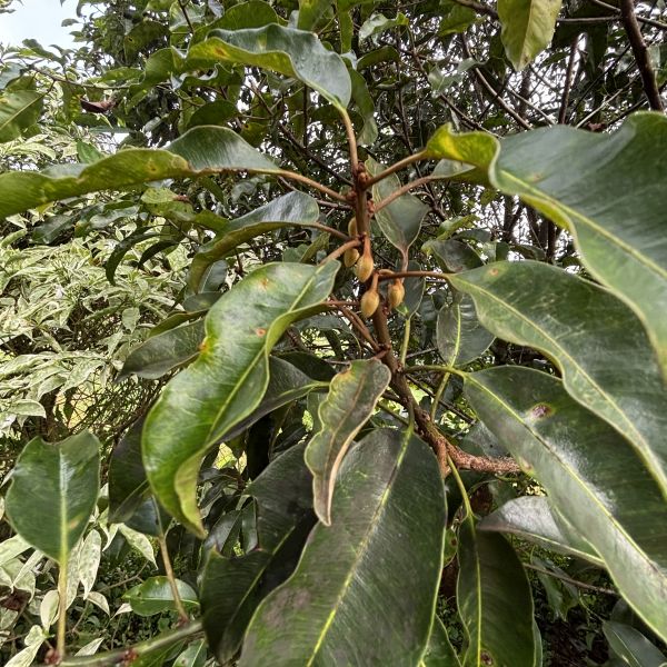 Mimusops elengi | Elengi - Indian garden trees