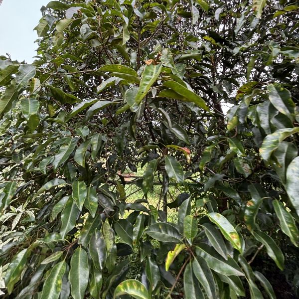 Mimusops elengi | Elengi - Indian garden trees