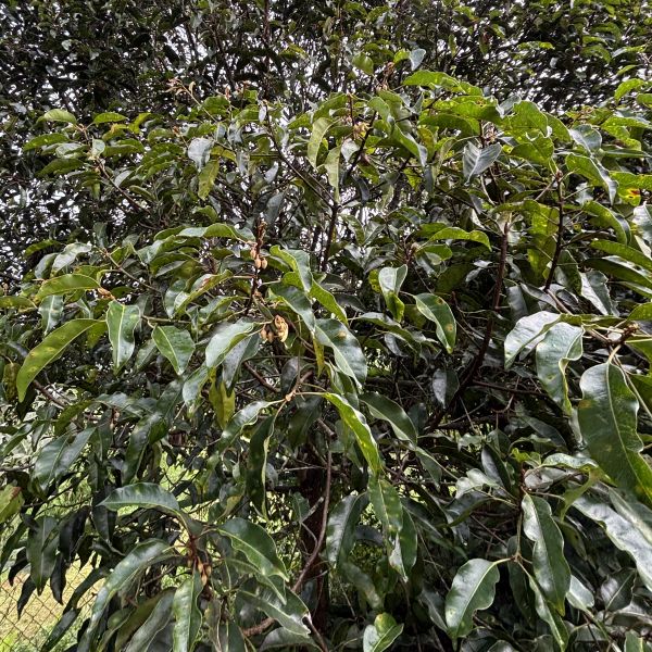 Mimusops elengi | Elengi - Indian garden trees