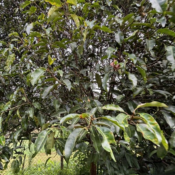 Mimusops elengi | Elengi - Indian garden trees