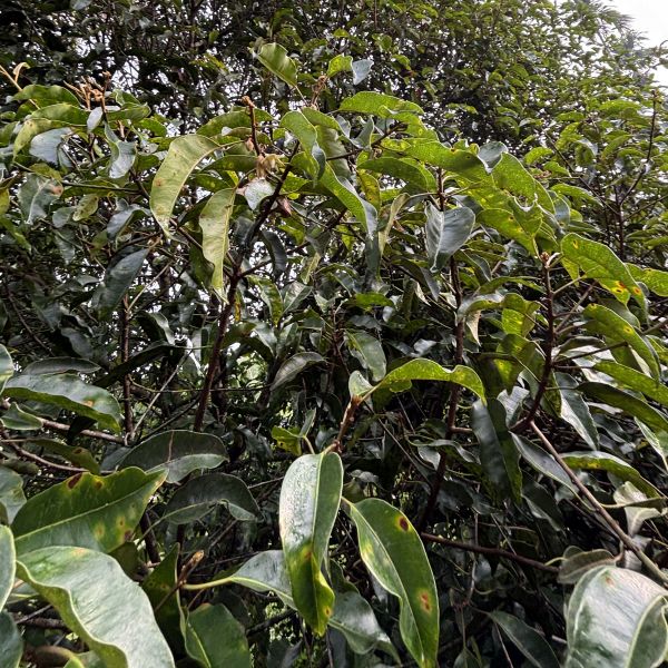 Mimusops elengi | Elengi - Indian garden trees