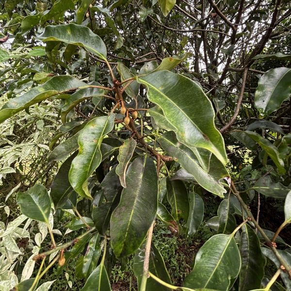 Mimusops elengi | Elengi - Indian garden trees