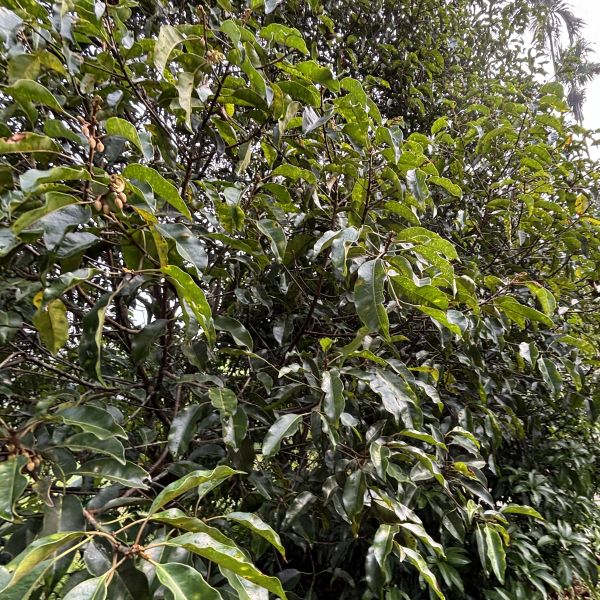 Mimusops elengi | Elengi - Indian garden trees