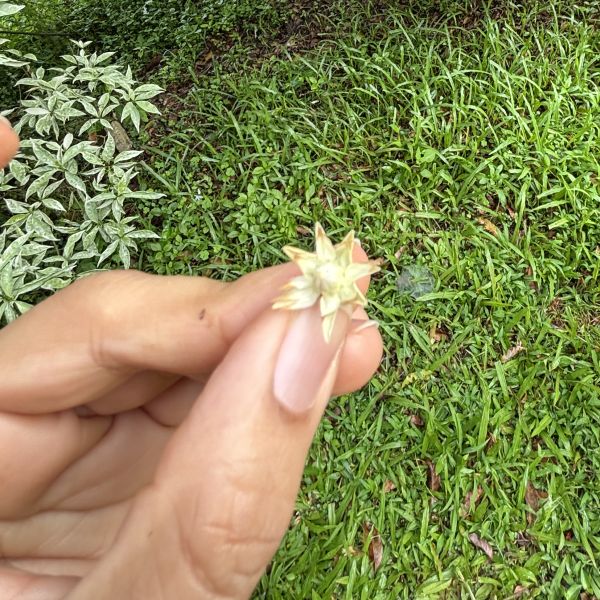 Mimusops elengi | Elengi - Indian garden trees