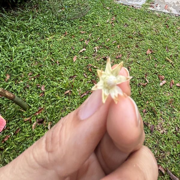 Mimusops elengi | Elengi - Indian garden trees