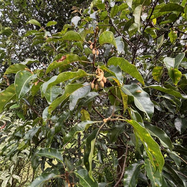 Mimusops elengi | Elengi - Indian garden trees