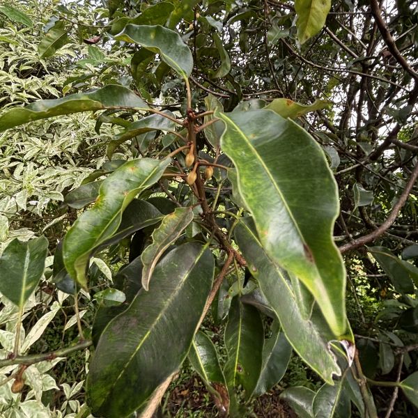 Mimusops elengi | Elengi - Indian garden trees