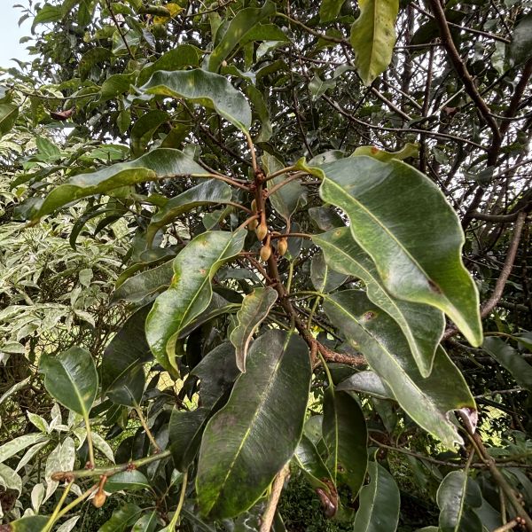 Mimusops elengi | Elengi - Indian garden trees