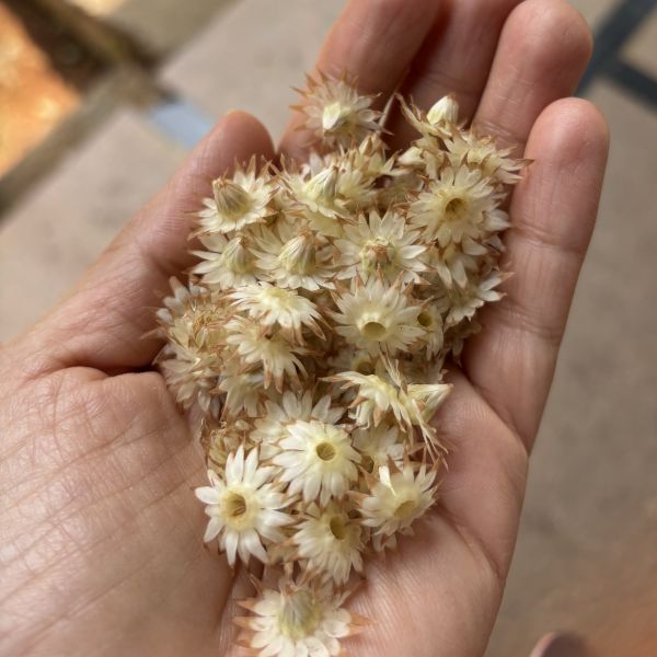 Mimusops elengi | Elengi - Indian garden trees