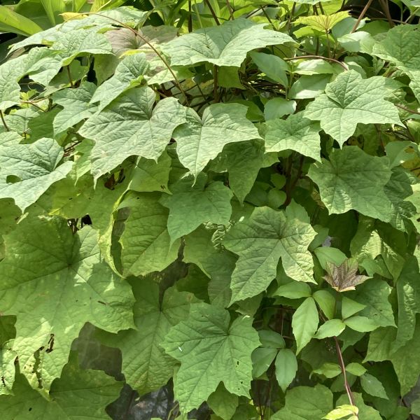 Merremia vitifolia | Grape-leaf wood rose - Weeds of Kerala