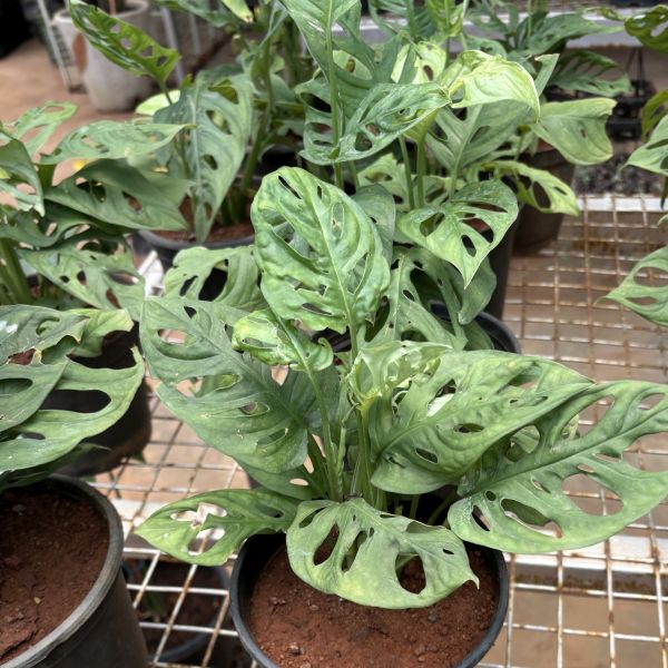 Monstera adansonii | Adanson's monstera - Leafy garden plants