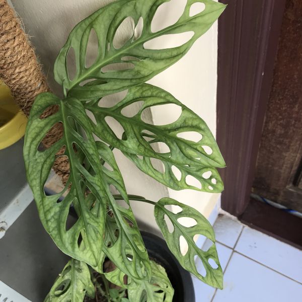 Monstera adansonii | Adanson's monstera - Leafy garden plants