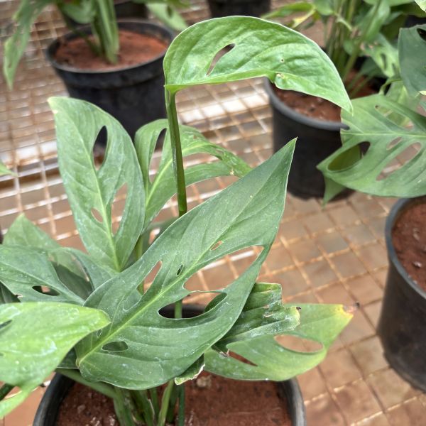 Monstera adansonii | Adanson's monstera - Leafy garden plants