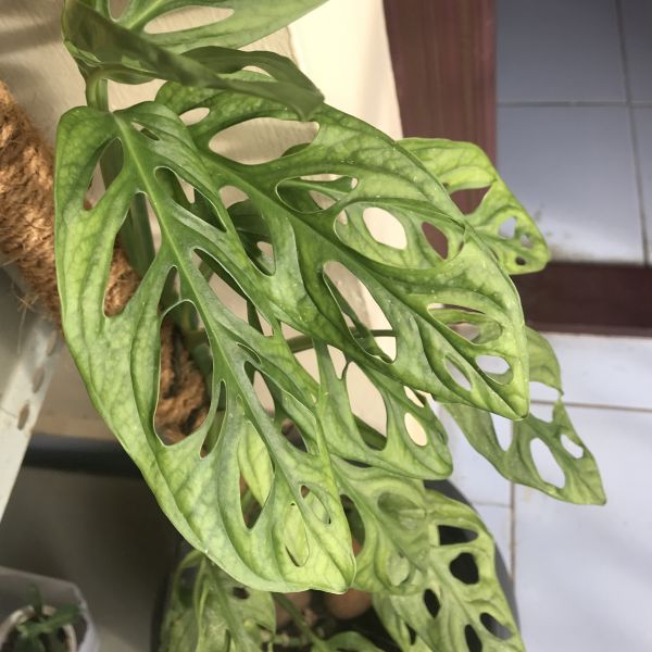 Monstera adansonii | Adanson's monstera - Leafy garden plants