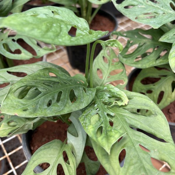Monstera adansonii | Adanson's monstera - Leafy garden plants