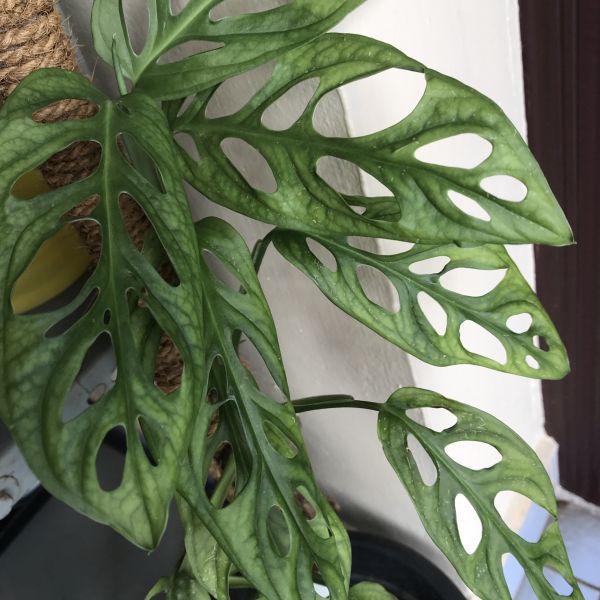 Monstera adansonii | Adanson's monstera - Leafy garden plants