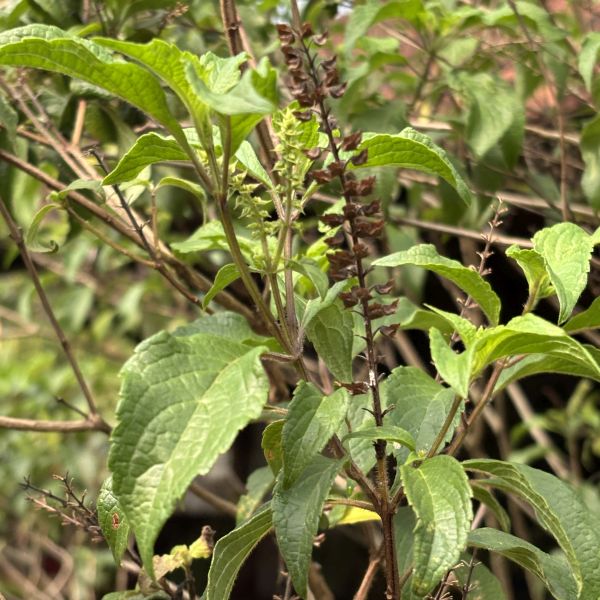 Ocimum gratissimum | African basil - Indian garden herbs