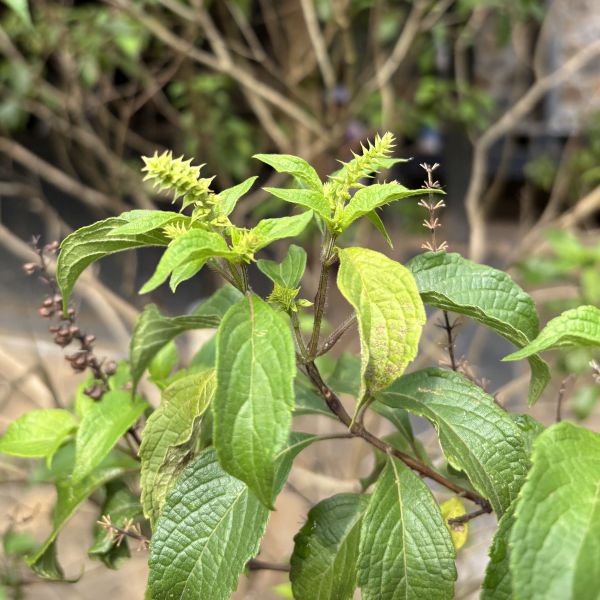 Ocimum gratissimum | African basil - Indian garden herbs