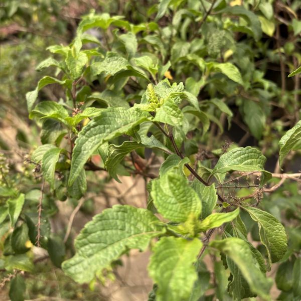 Ocimum gratissimum | African basil - Indian garden herbs