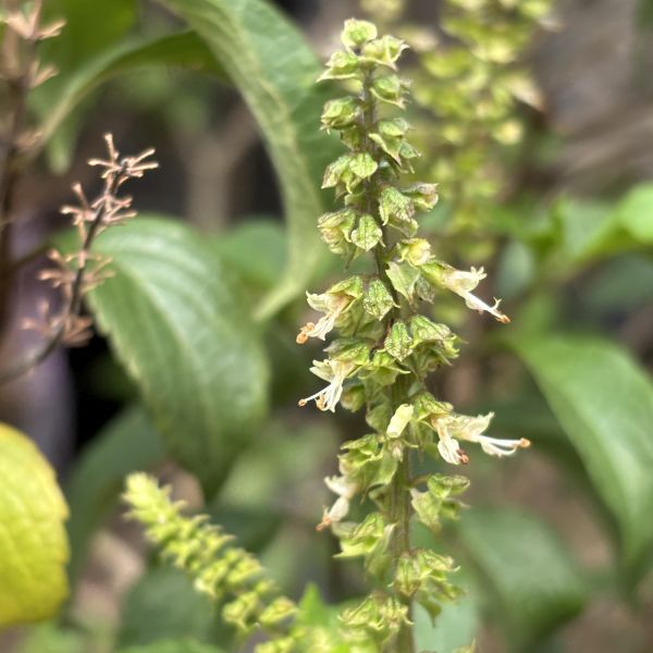 Ocimum gratissimum | African basil - Indian garden herbs
