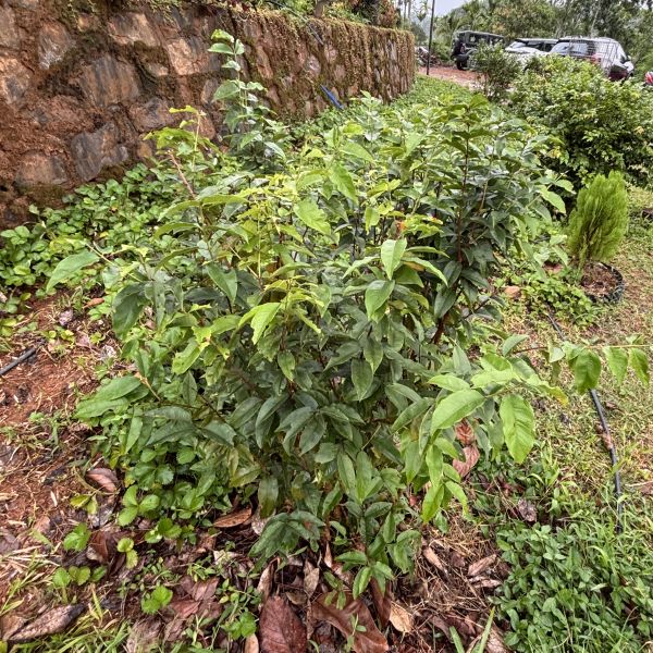 Plinia cauliflora | Jaboticaba - Indian fruit trees | Garden trees