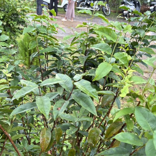 Plinia cauliflora | Jaboticaba - Indian fruit trees | Garden trees