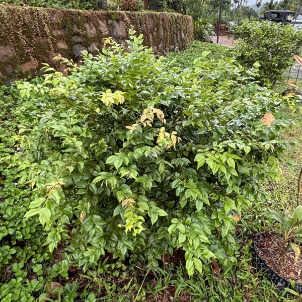 Plinia cauliflora | Jaboticaba - Indian fruit trees | Garden trees