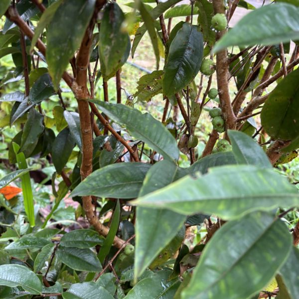 Plinia cauliflora | Jaboticaba - Indian fruit trees | Garden trees