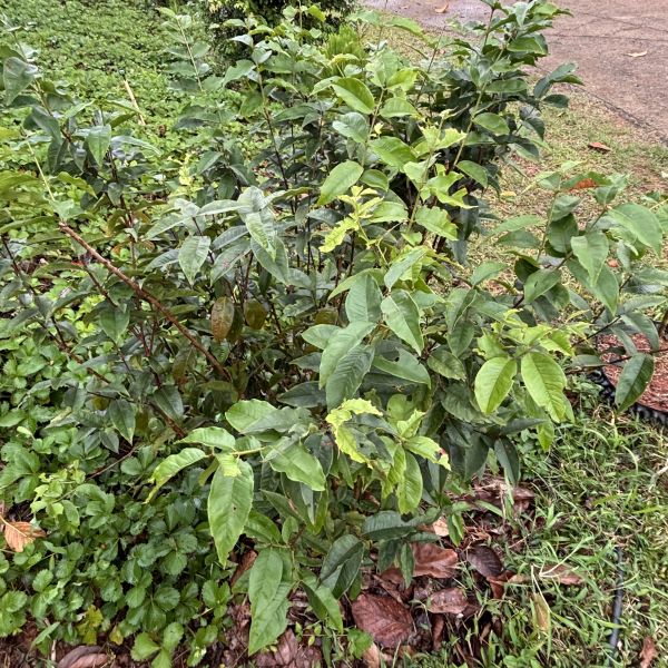 Plinia cauliflora | Jaboticaba - Indian fruit trees | Garden trees