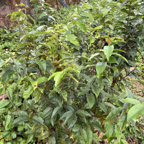 Plinia cauliflora | Jaboticaba - Indian fruit trees | Garden trees