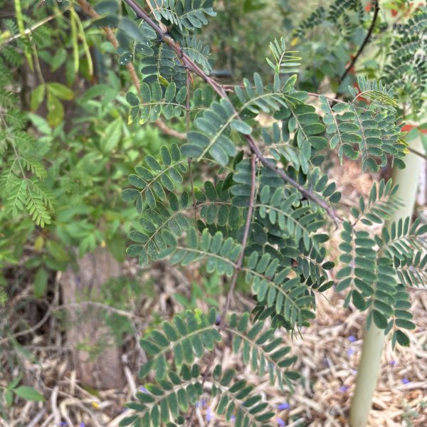 Pterolobium hexapetalum | Indian redwing - Indian plants