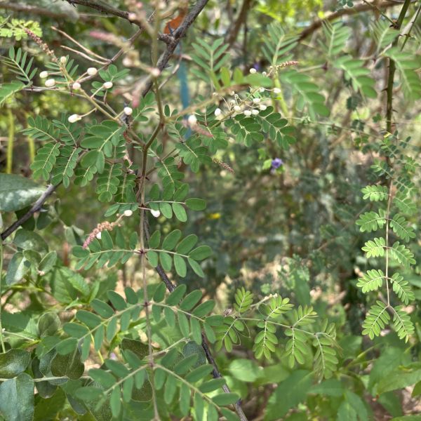 Pterolobium hexapetalum | Indian redwing - Indian plants