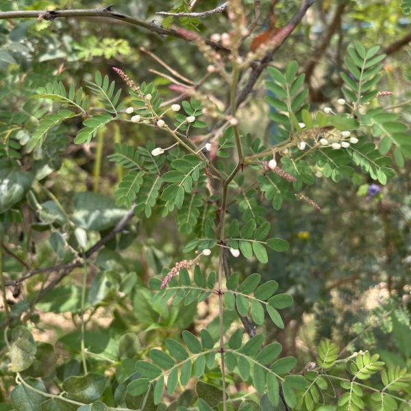 Pterolobium hexapetalum | Indian redwing - Indian plants