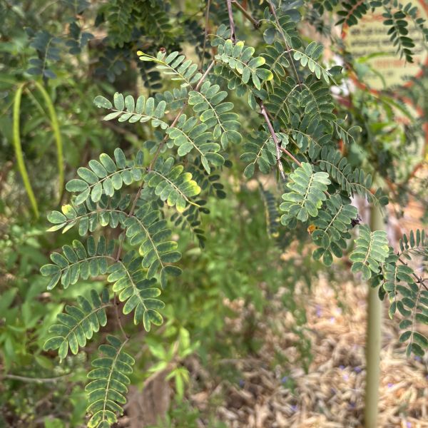 Pterolobium hexapetalum | Indian redwing - Indian plants