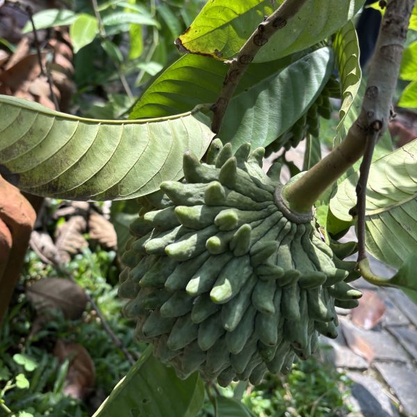 Annona mucosa | Rollinia - Indian fruit trees