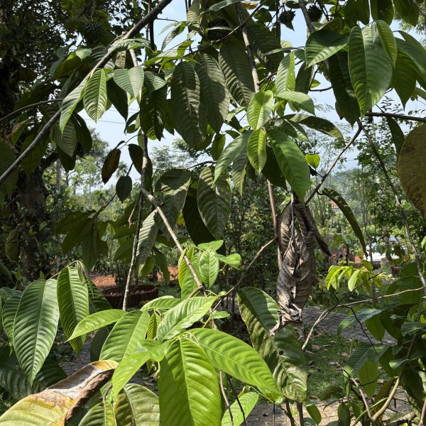 Annona mucosa | Rollinia - Indian fruit trees