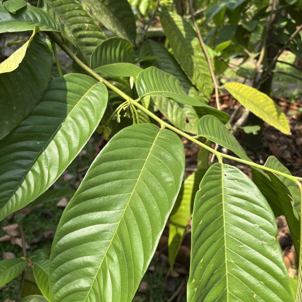 Annona mucosa | Rollinia - Indian fruit trees