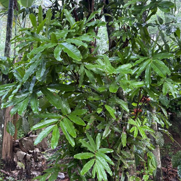 Saraca asoca | Ashoka tree - Indian garden trees