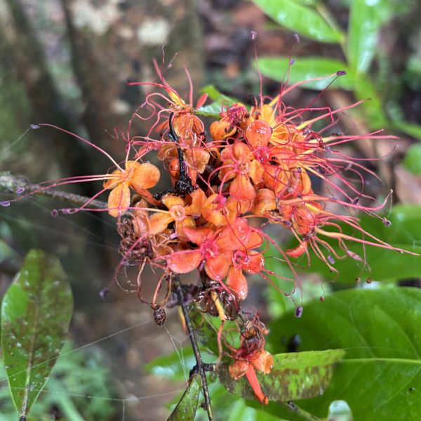 Saraca asoca | Ashoka tree - Indian garden trees