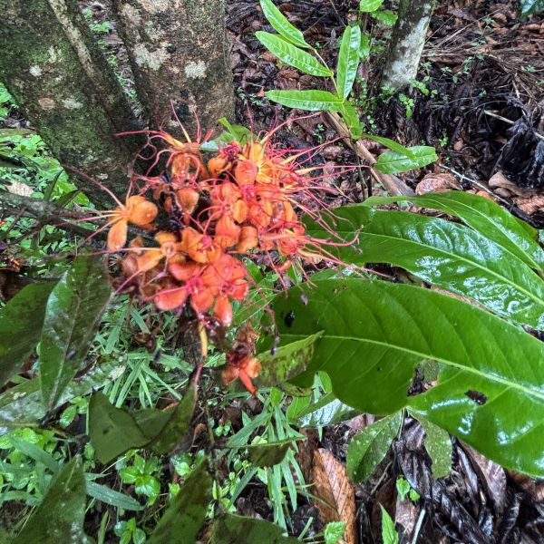 Saraca asoca | Ashoka tree - Indian garden trees