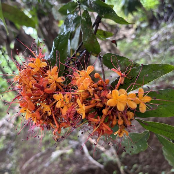 Saraca asoca | Ashoka tree - Indian garden trees