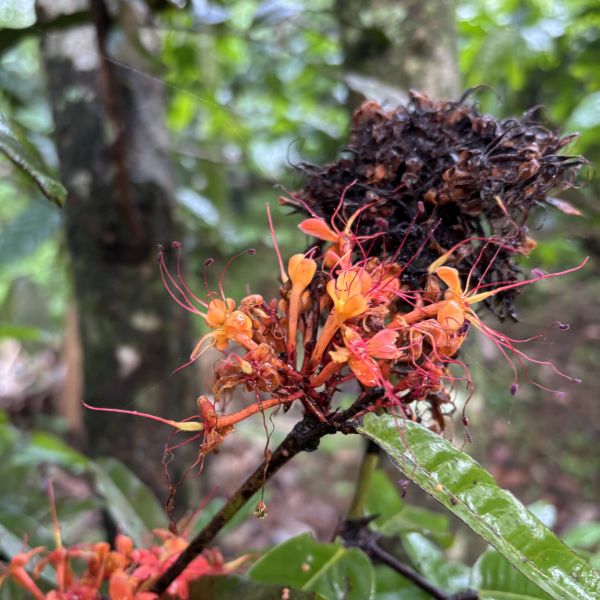 Saraca asoca | Ashoka tree - Indian garden trees