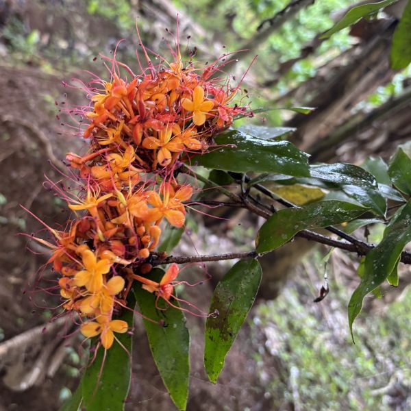 Saraca asoca | Ashoka tree - Indian garden trees