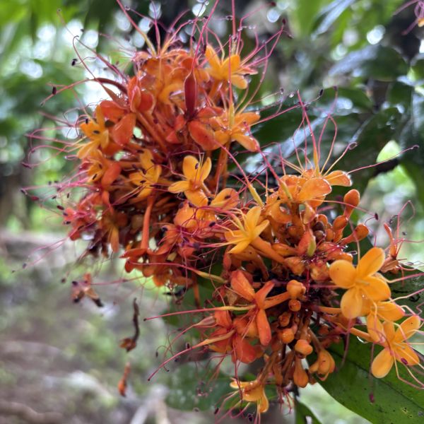 Saraca asoca | Ashoka tree - Indian garden trees