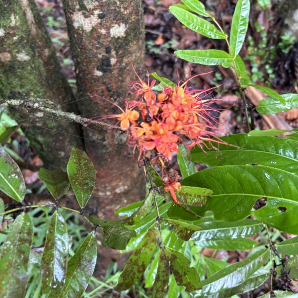 Saraca asoca | Ashoka tree - Indian garden trees
