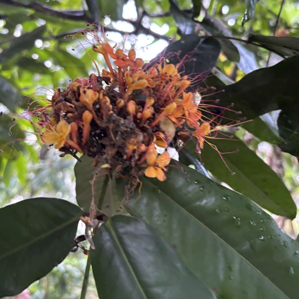 Saraca asoca | Ashoka tree - Indian garden trees