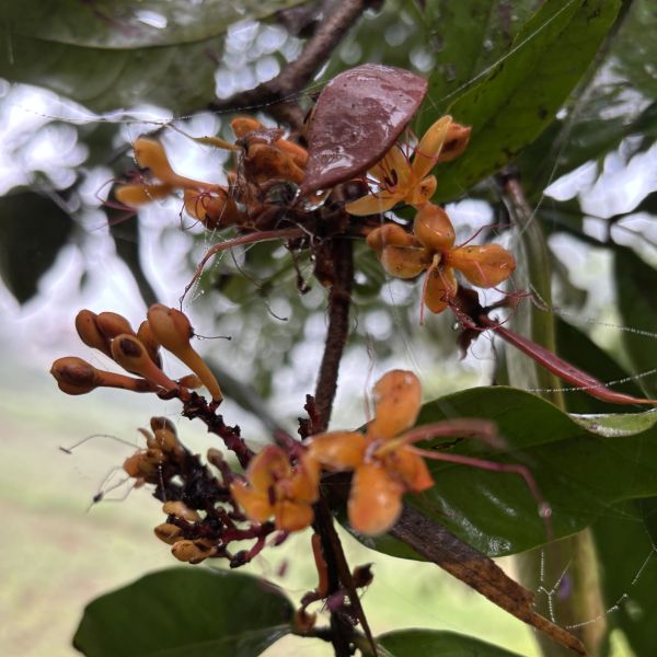 Saraca asoca | Ashoka tree - Indian garden trees