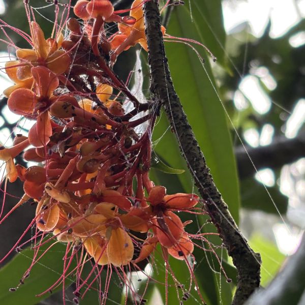 Saraca asoca | Ashoka tree - Indian garden trees